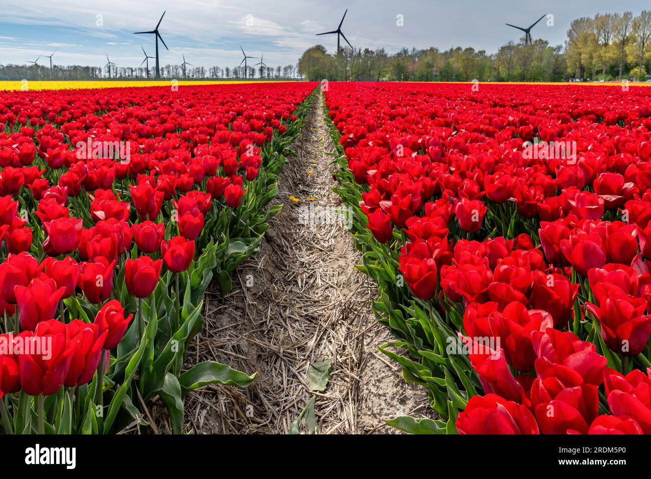 Strong blooms hi-res stock photography and images - Alamy