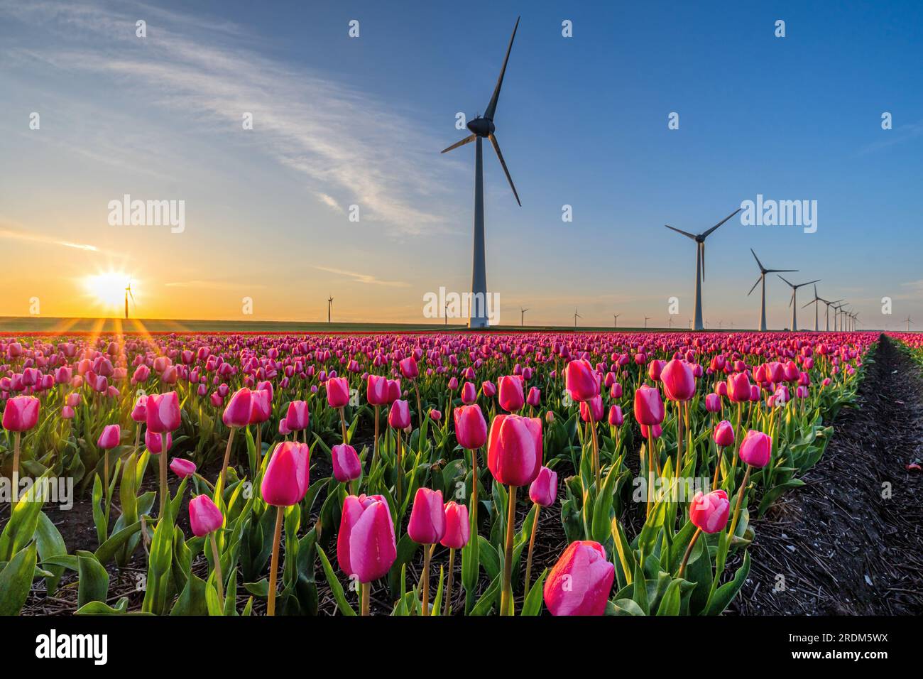 Windmill park in the netherlands wind turbine tulip flower field hi-res ...