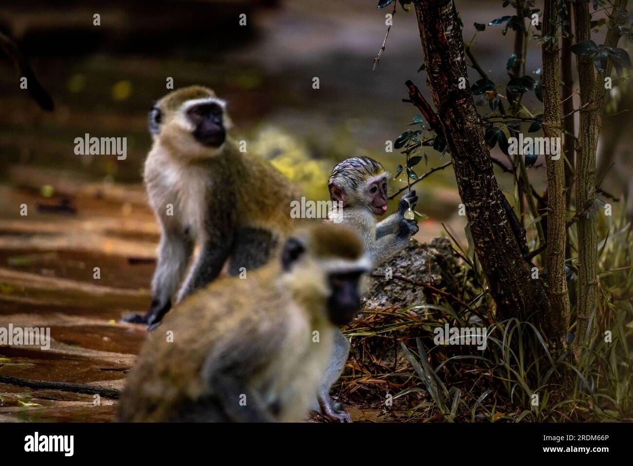 Gang of monkeys in Kenya Africa. Monkeys take over a hotel, Safari ...