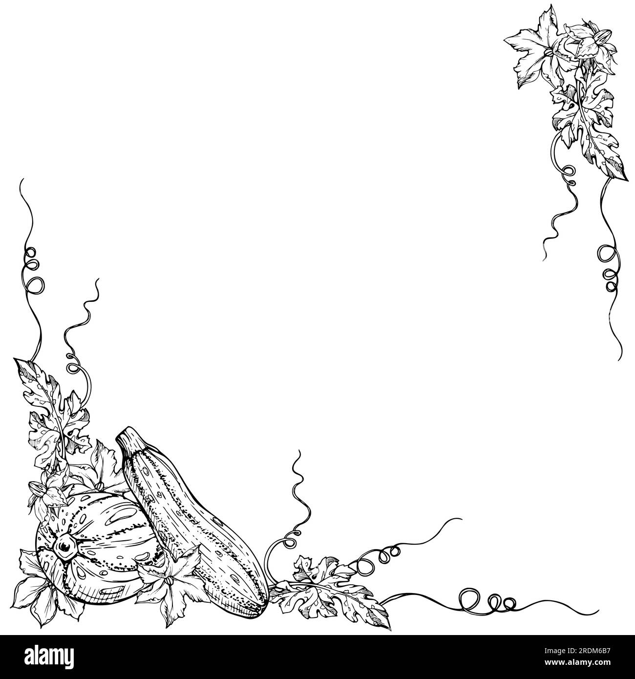 Hand drawn ink vector marrow zucchini gourd squash leaves. Sketch ...