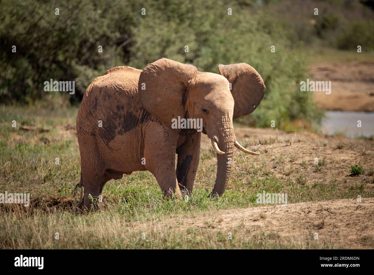 The great mighty red African elephants in Kenya in Tsavo east national ...