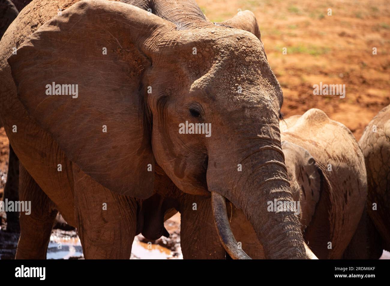 The great mighty red African elephants in Kenya in Tsavo east national ...