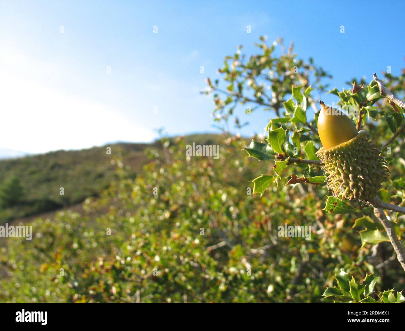 Agroforestry france hi-res stock photography and images - Alamy
