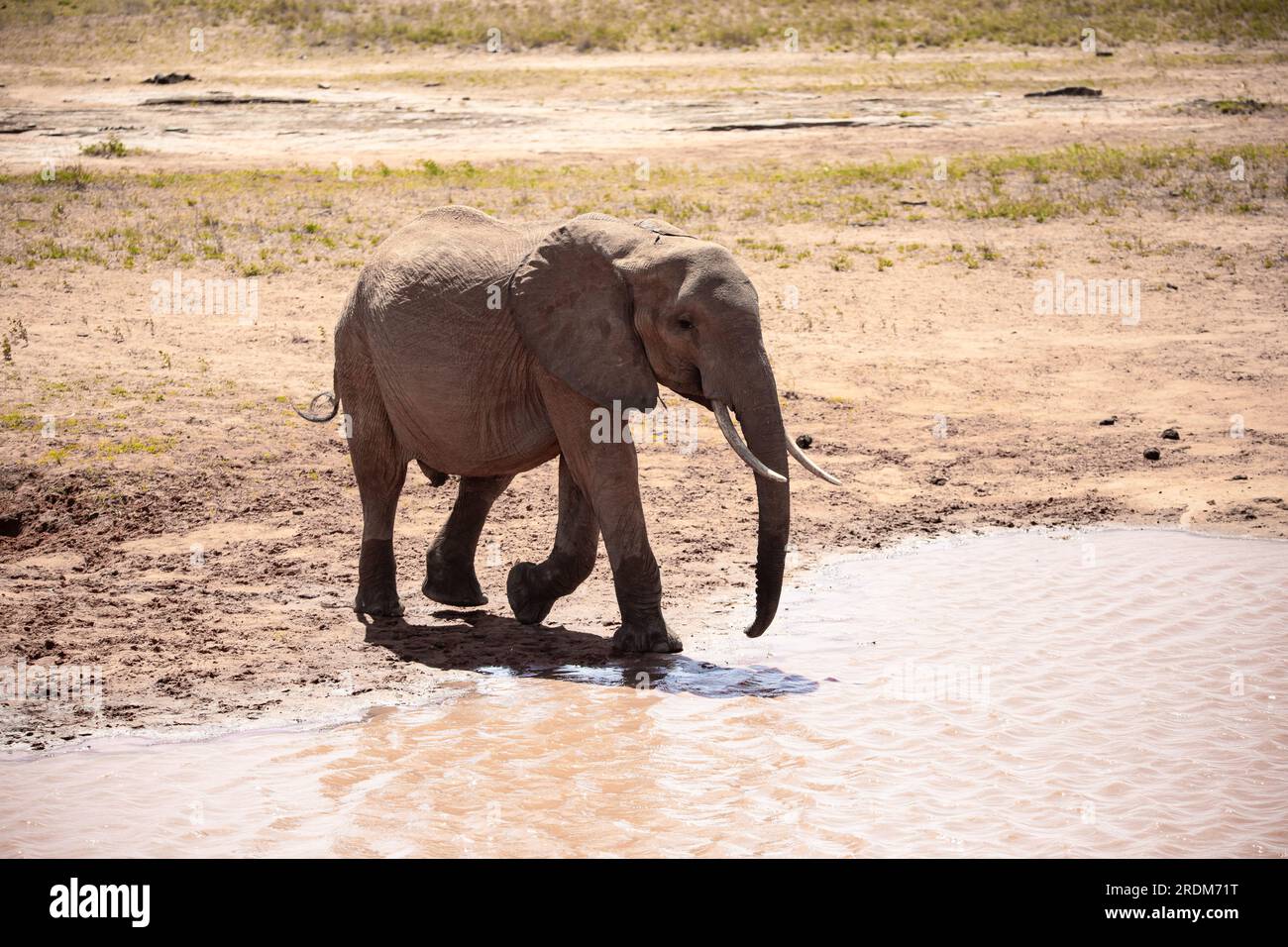 A lonely lone elephant drinking and splashing itself with mud at the ...