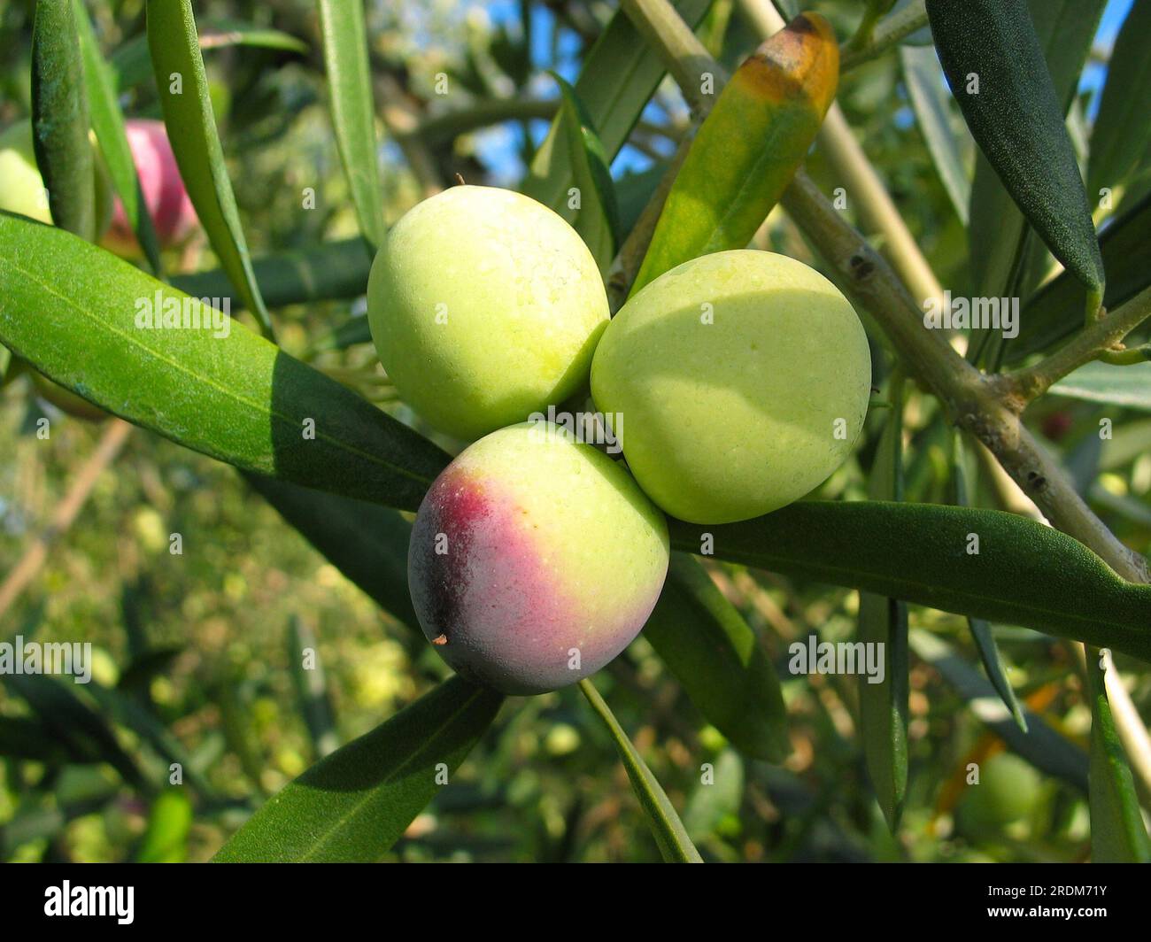 Edible European olives, common healthy Mediterranean food (Olea ...