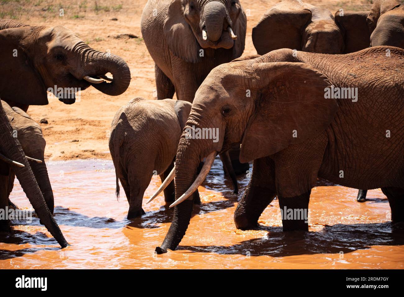 Elephant family in a beautiful landscape of Africa, Kenya. Here in ...