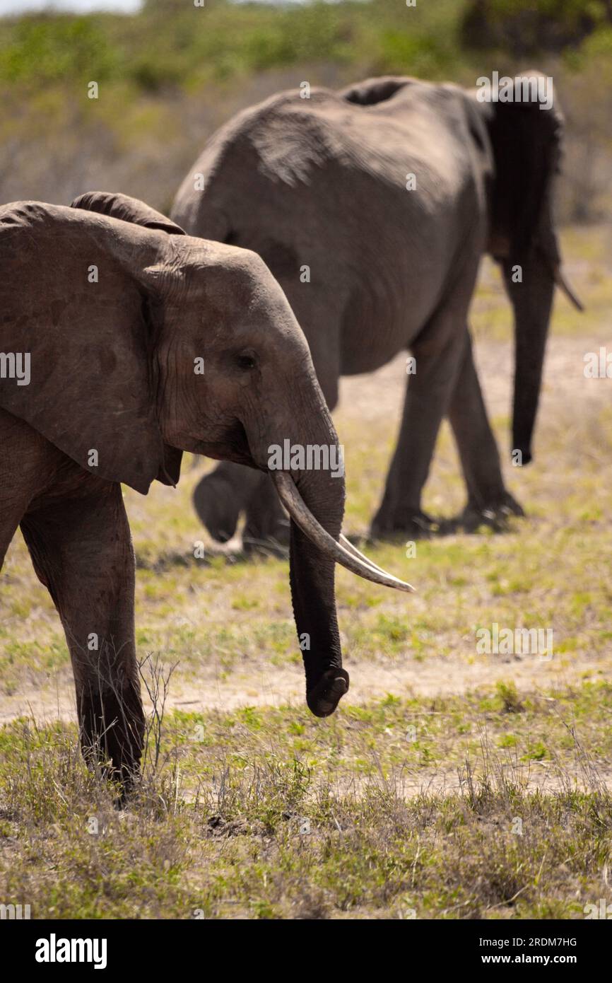 The great mighty red African elephants in Kenya in Tsavo east national ...