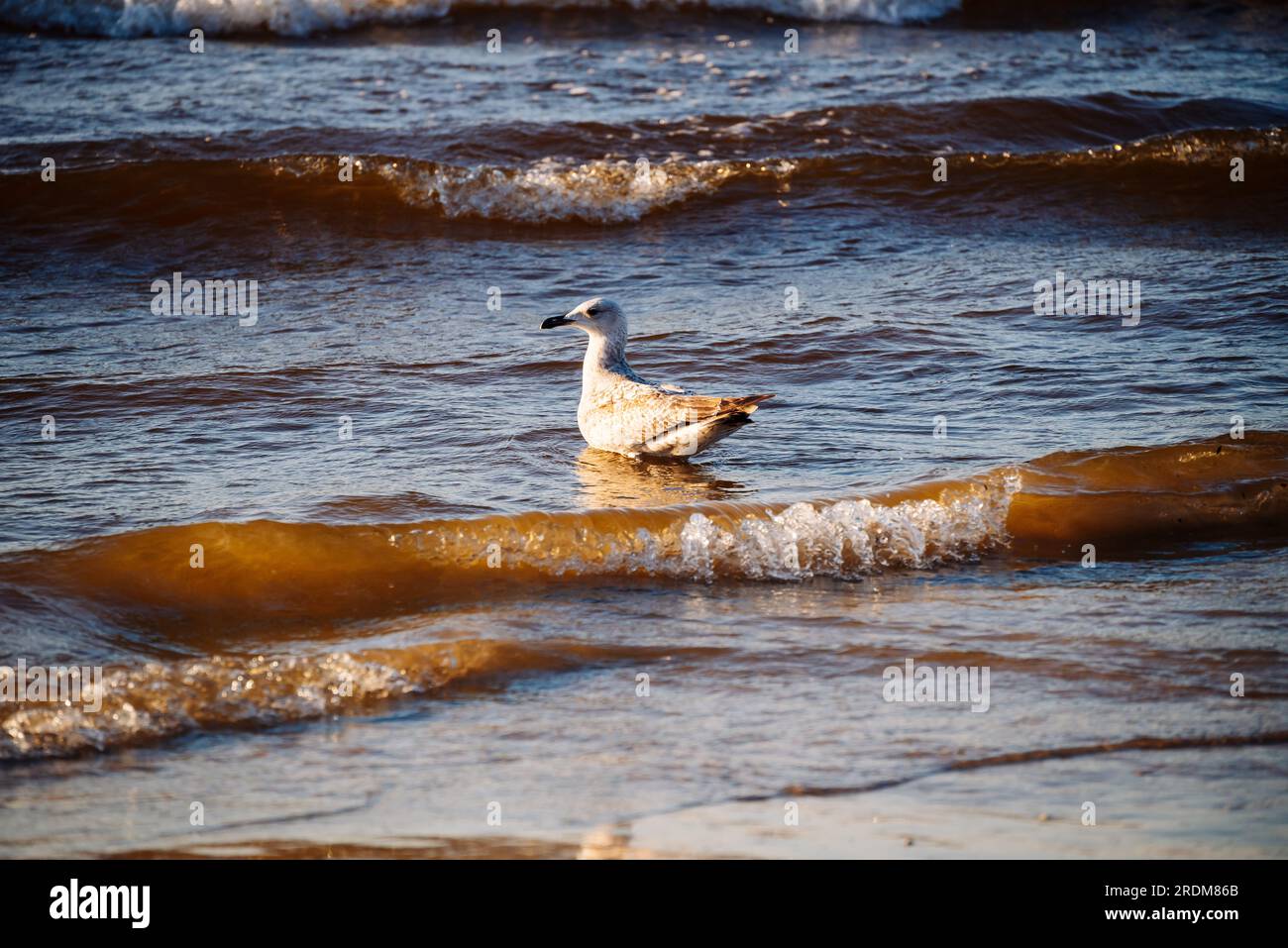 Herring Gull swims among small sea waves. The presence of seagulls on ...