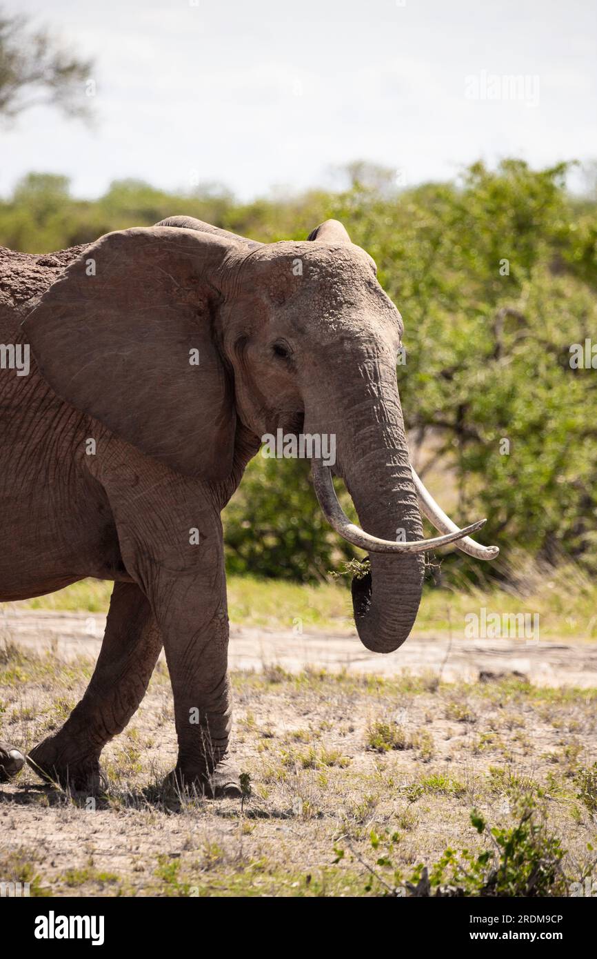 The great mighty red African elephants in Kenya in Tsavo east national ...