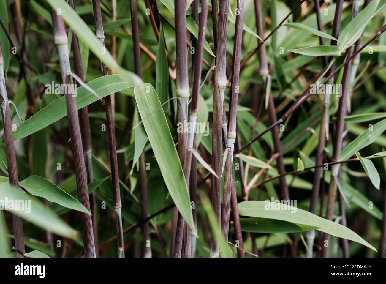 Fargesia black pearl hi-res stock photography and images - Alamy