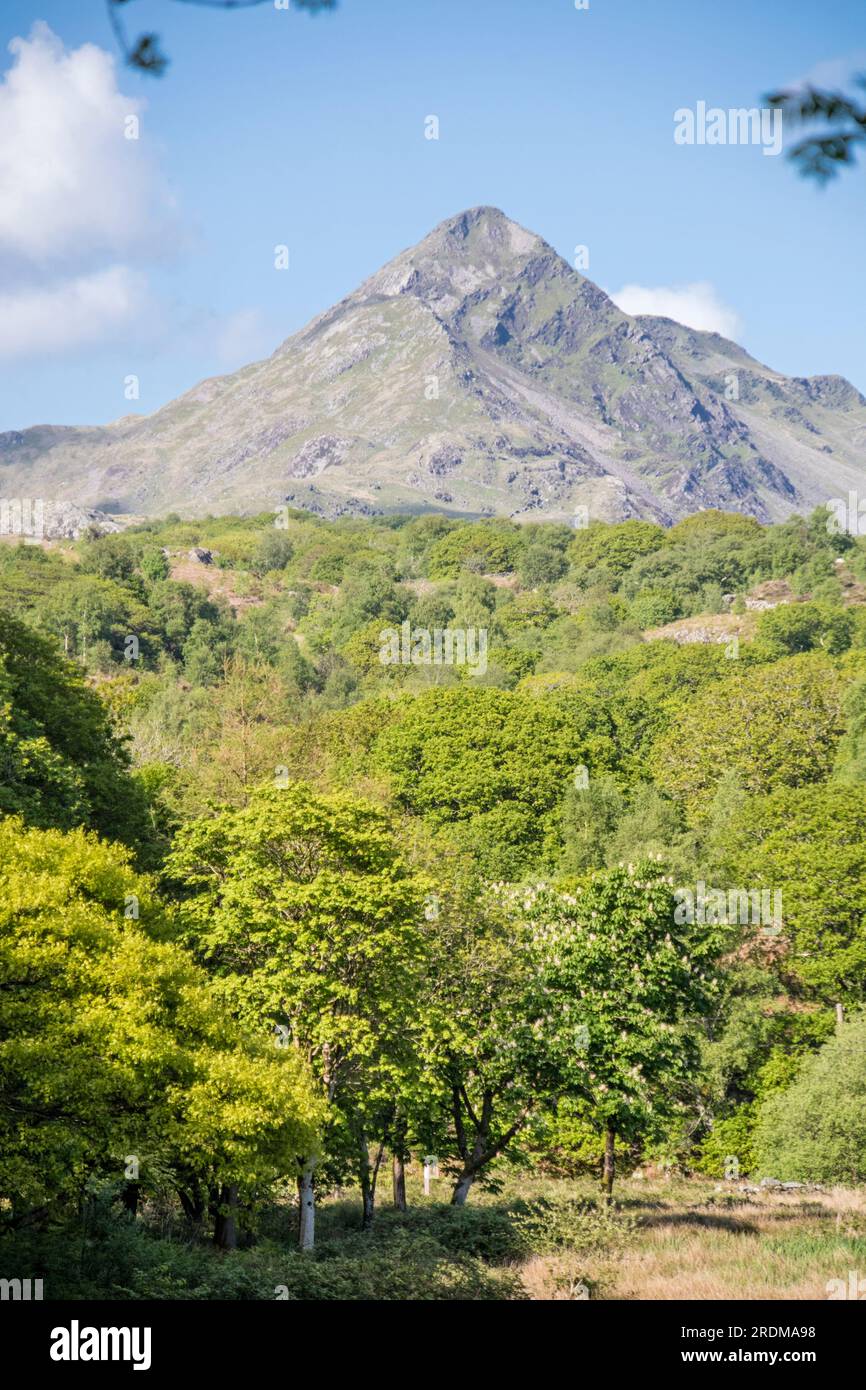 Cnicht mountain, Snowdonia "eryri" National Park, North Wales, UK Stock ...