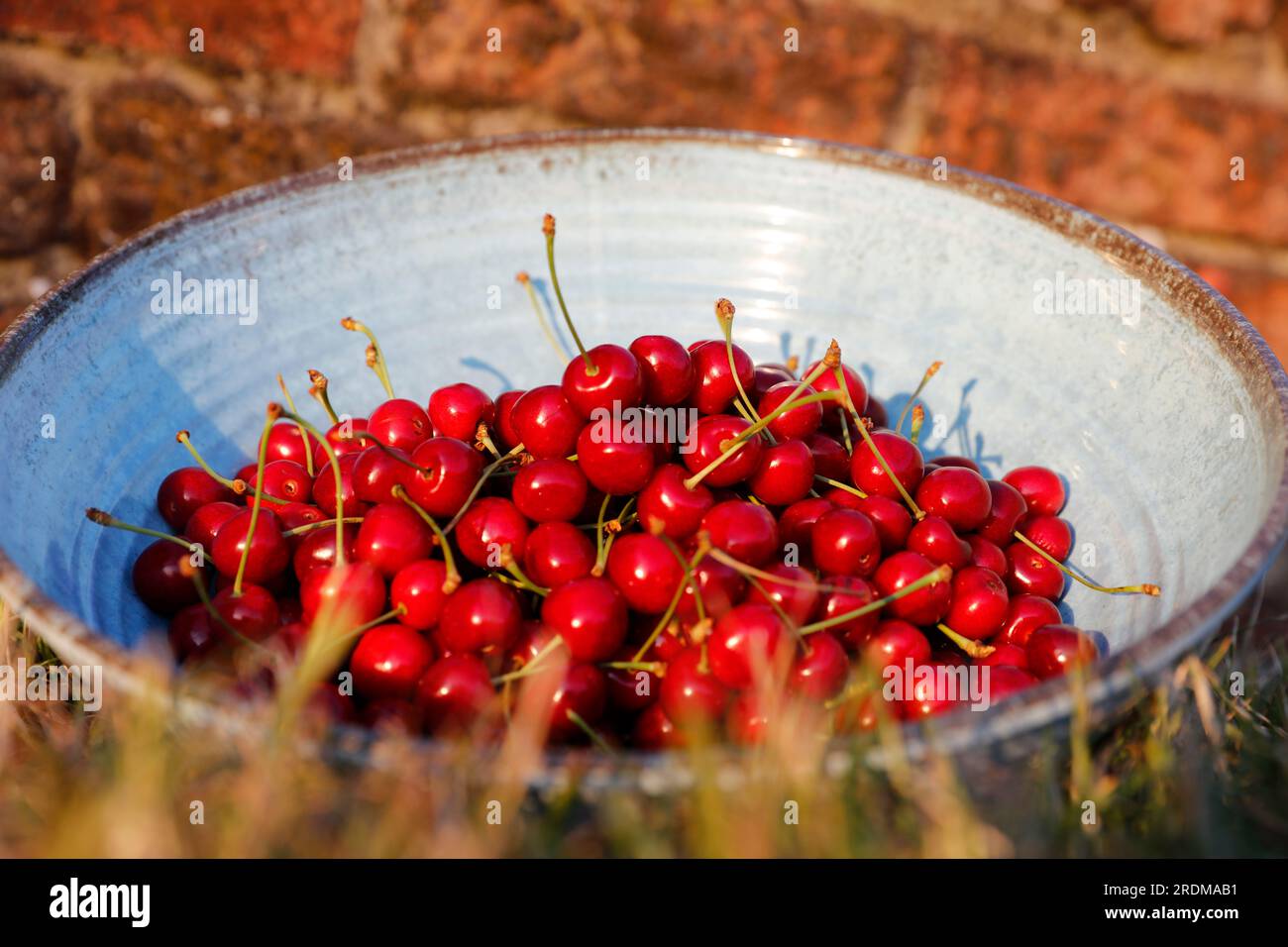 Life is just a bowl of Cherries, Freshly pickled bowl of loose cherries ...