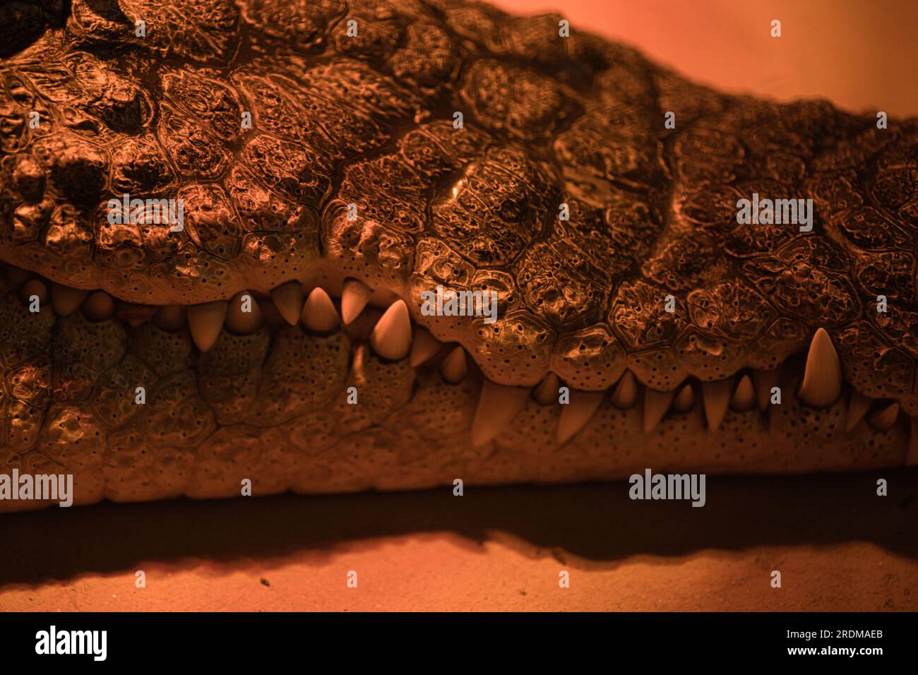 Muzzle alligator crocodile hi-res stock photography and images - Alamy