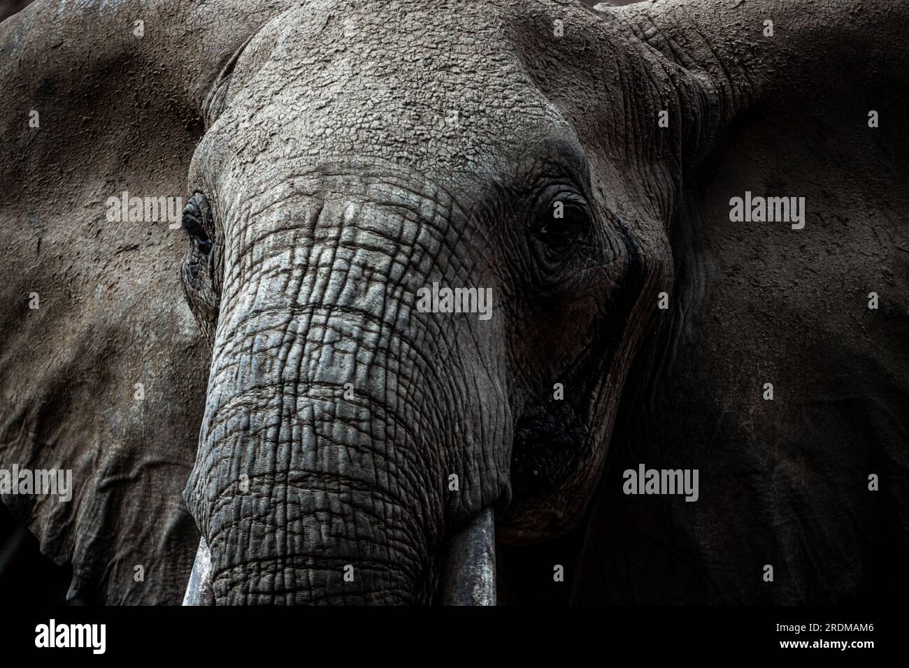 The great mighty red African elephants in Kenya in Tsavo east national ...