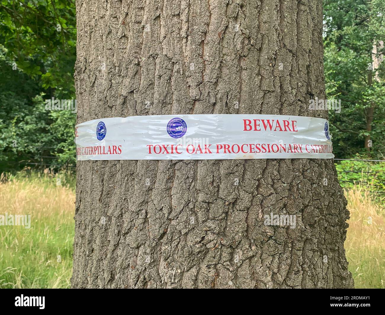 Iver, Buckinghamshire, UK. 21st July, 2023. Some of the oak trees in ...