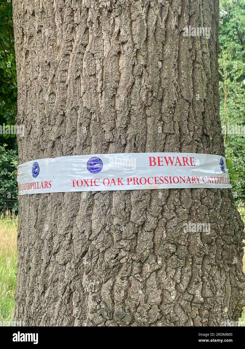 Iver, Buckinghamshire, UK. 21st July, 2023. Some of the oak trees in ...