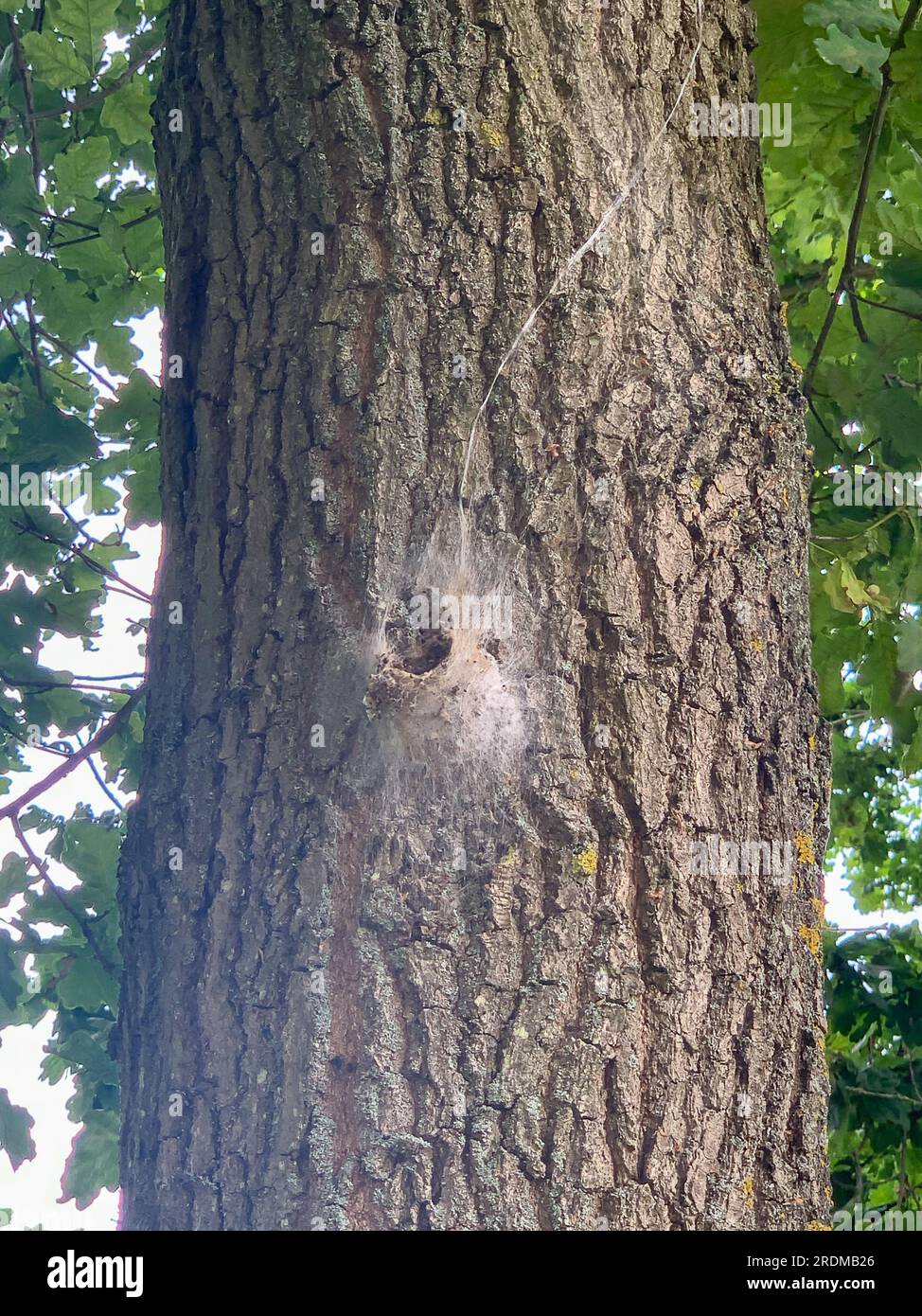Iver, Buckinghamshire, UK. 21st July, 2023. Some of the oak trees in ...