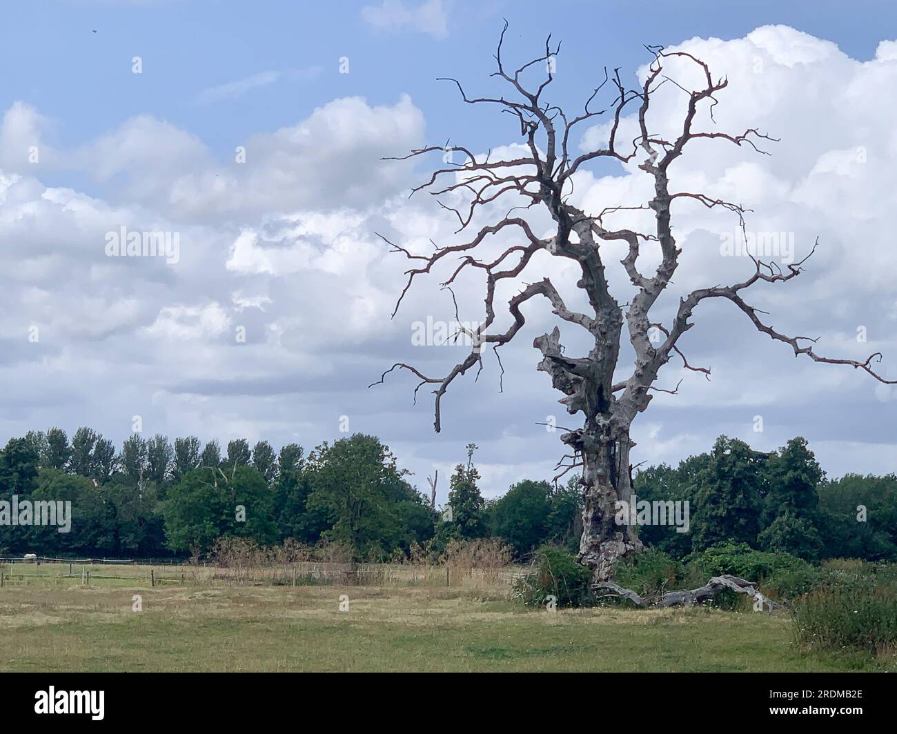Iver, Buckinghamshire, UK. 21st July, 2023. The remains of a ...