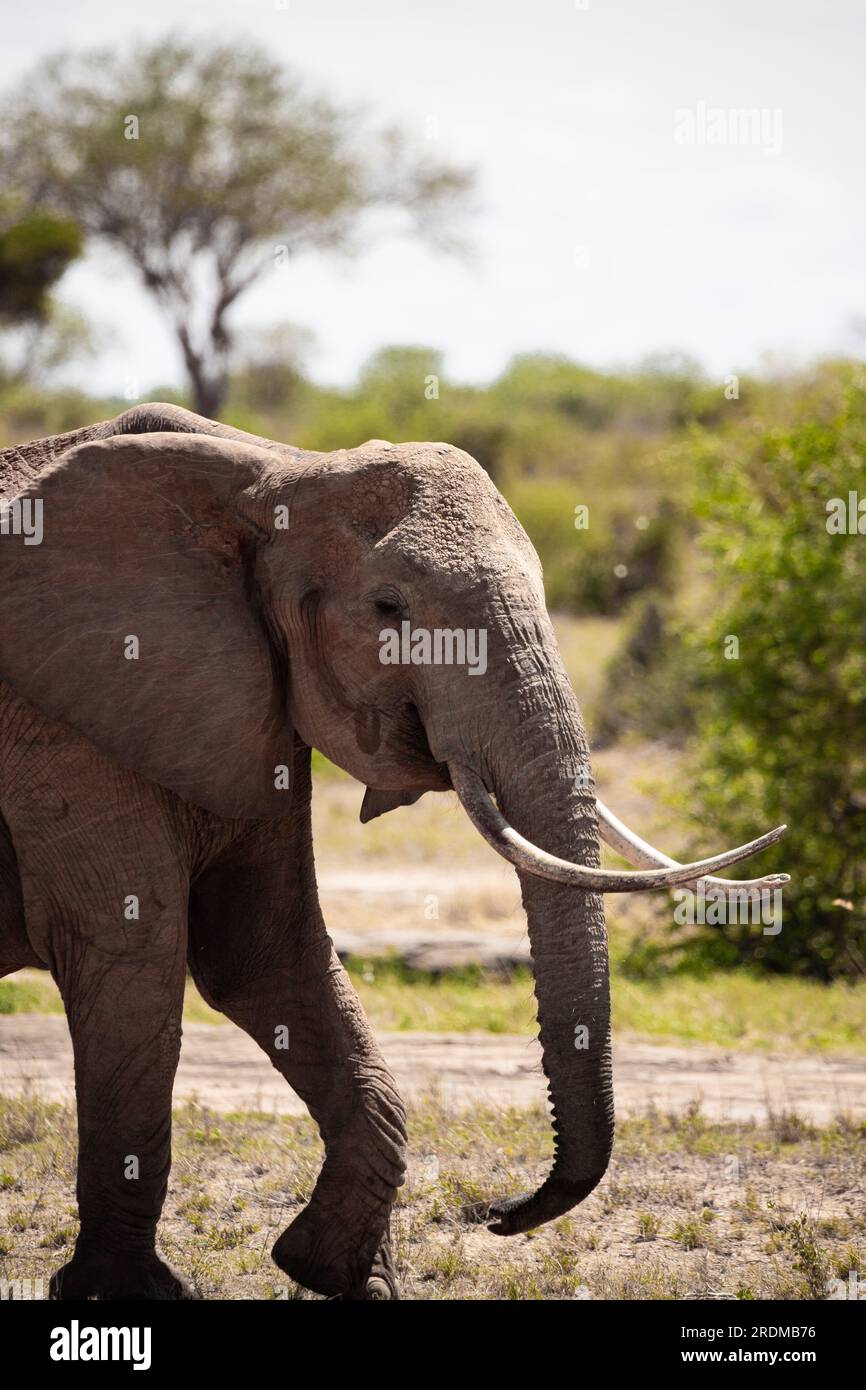 The great mighty red African elephants in Kenya in Tsavo east national ...