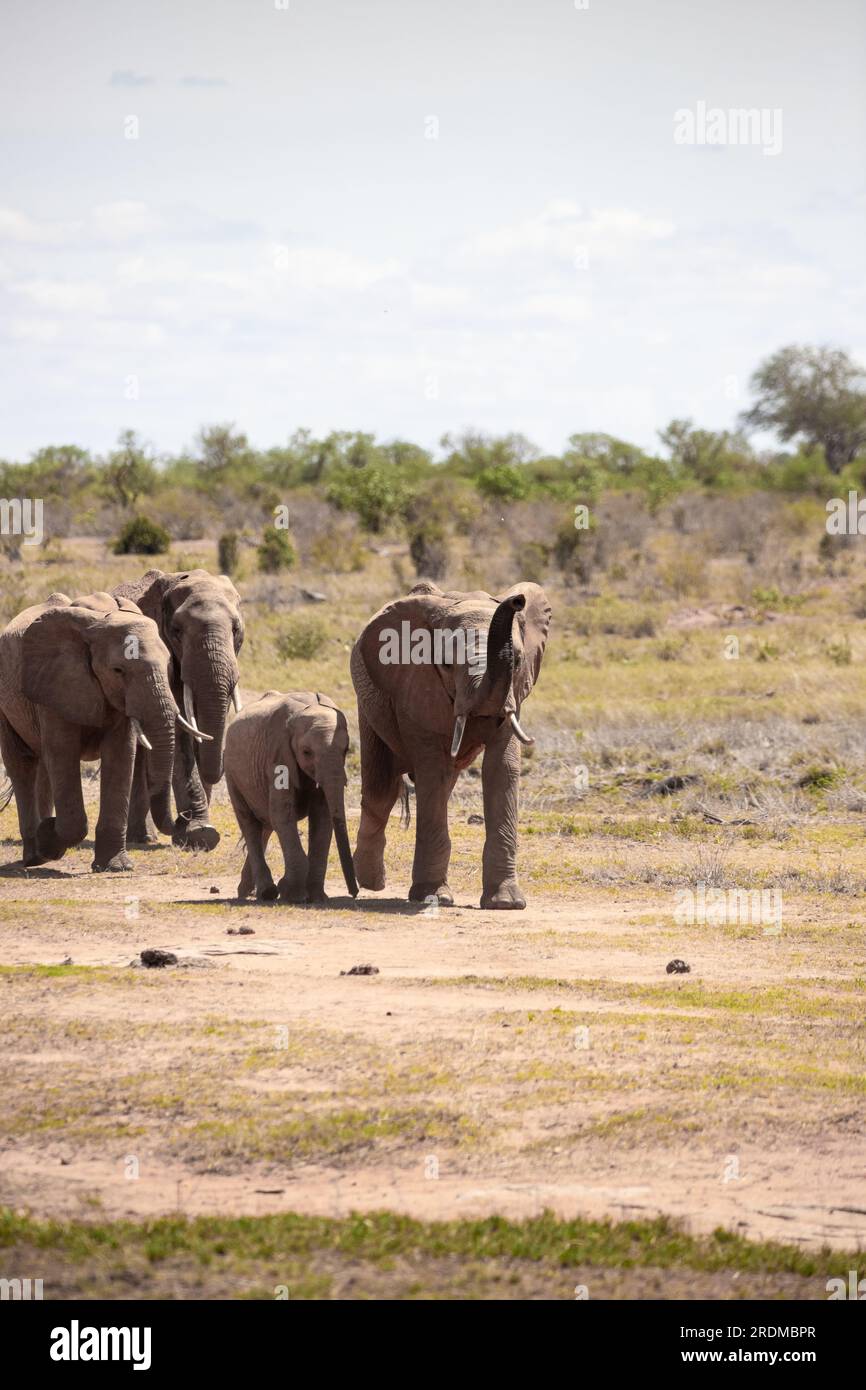 The great mighty red African elephants in Kenya in Tsavo east national ...