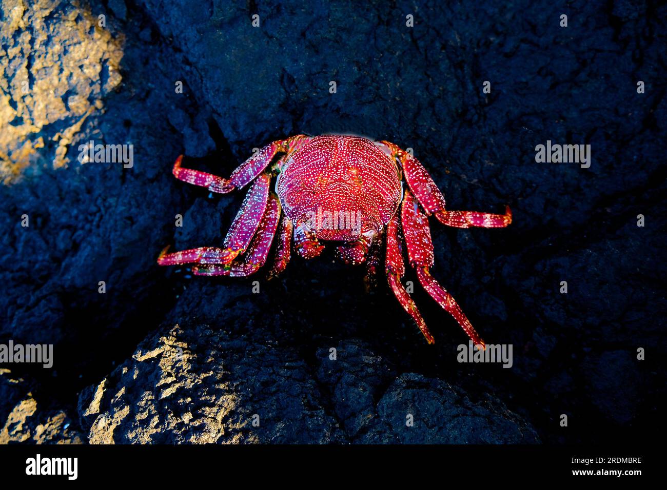 Dry red crab on hi-res stock photography and images - Alamy