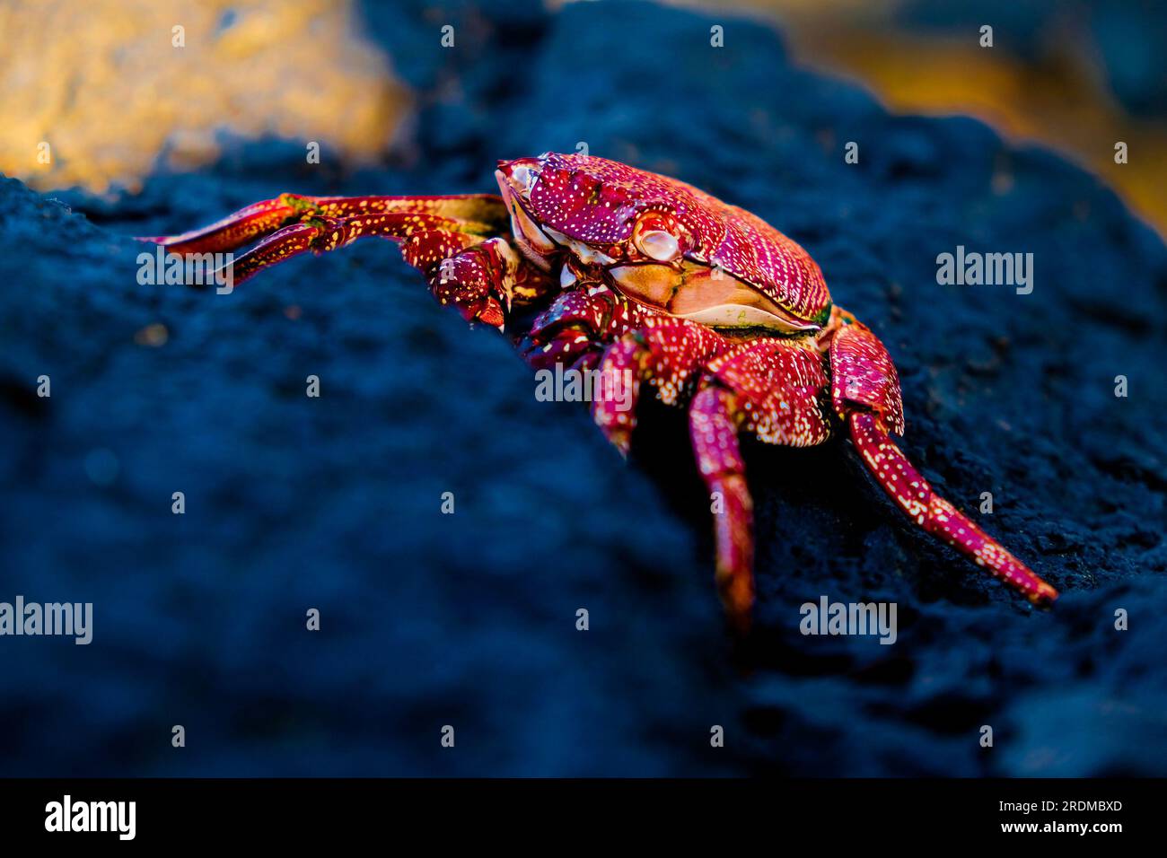 Dry red crab on hi-res stock photography and images - Alamy