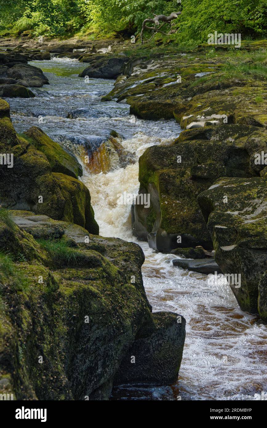 The Strid cascade (waterfall) on the River Wharfe, Bolton Abbey ...