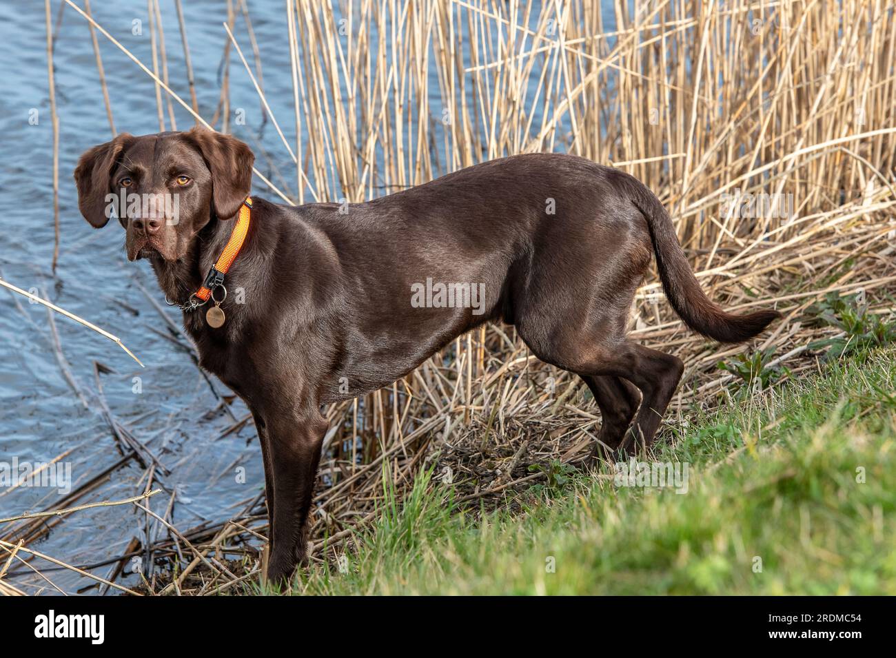 labrador springer spaniel cross.springerdor, labradinger gundog Stock ...