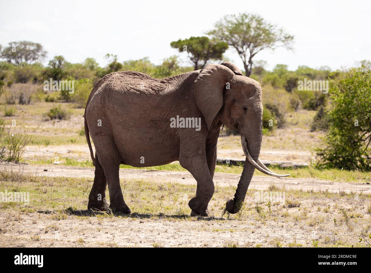 The great mighty red African elephants in Kenya in Tsavo east national ...