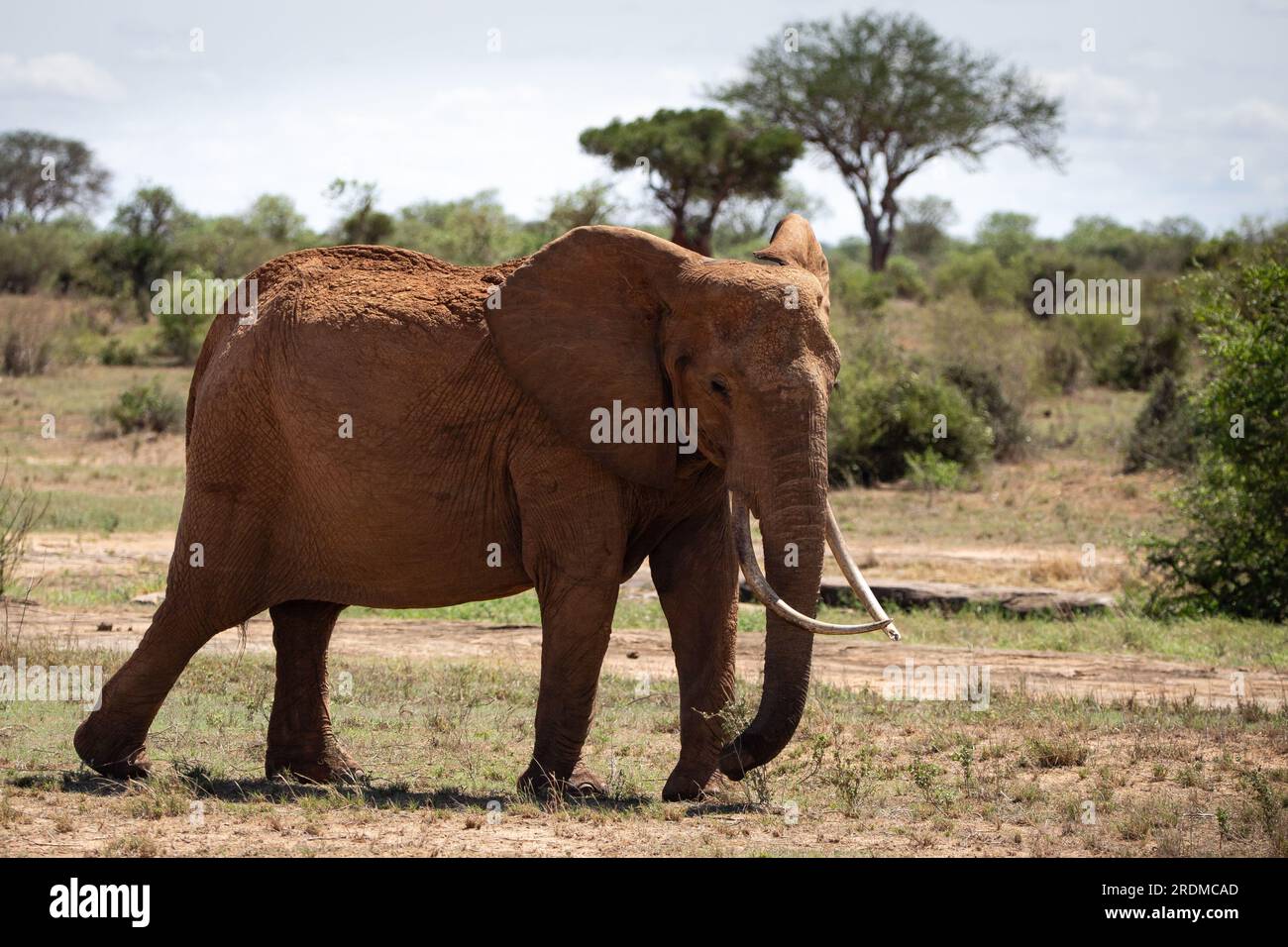 The great mighty red African elephants in Kenya in Tsavo east national ...