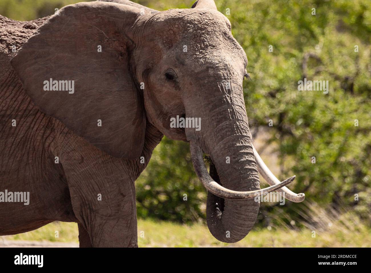 The great mighty red African elephants in Kenya in Tsavo east national ...
