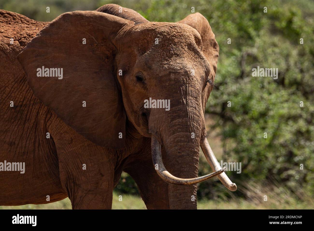 The great mighty red African elephants in Kenya in Tsavo east national ...