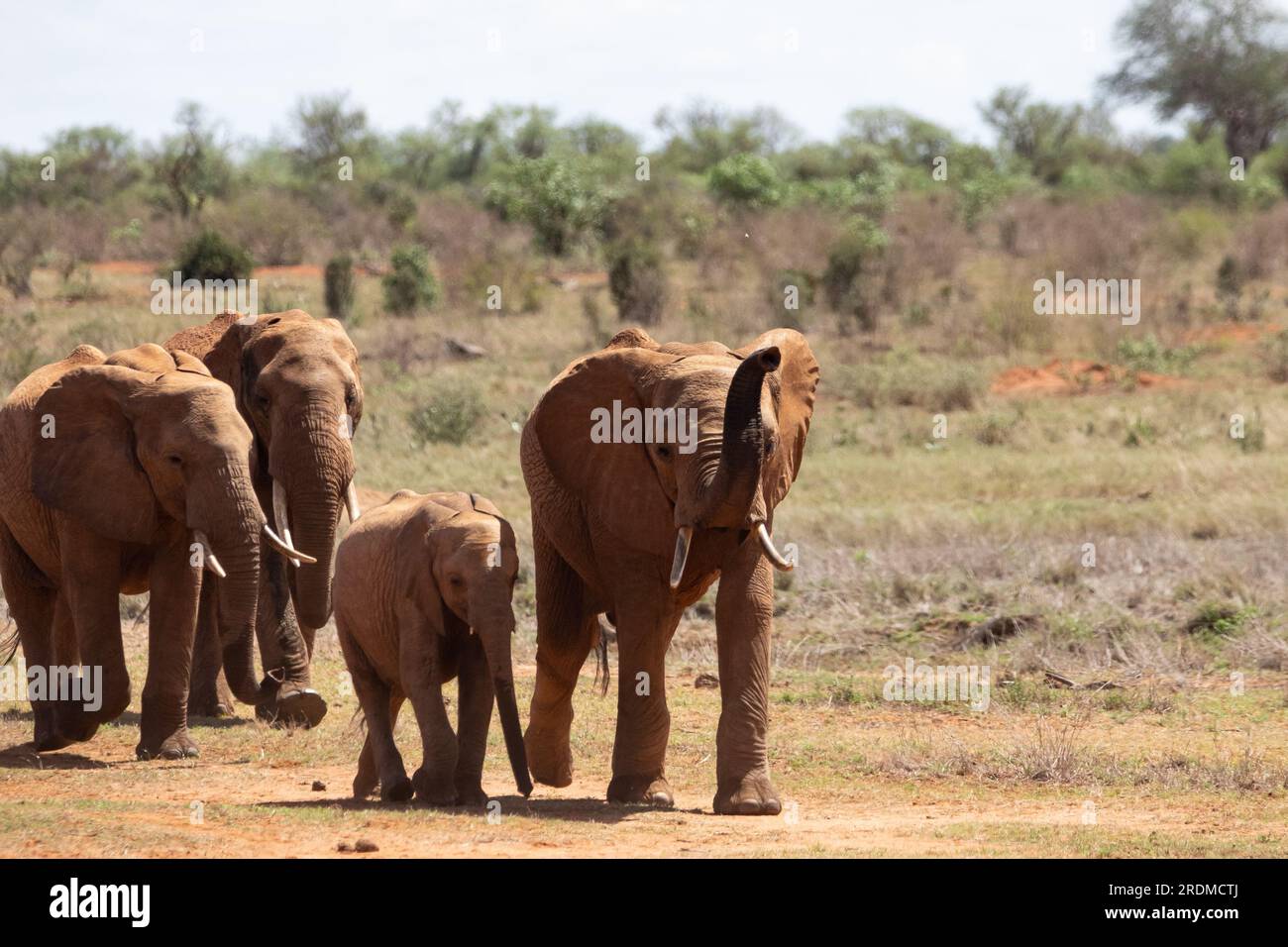 African elephant, A herd of elephants moves to the next watering hole ...