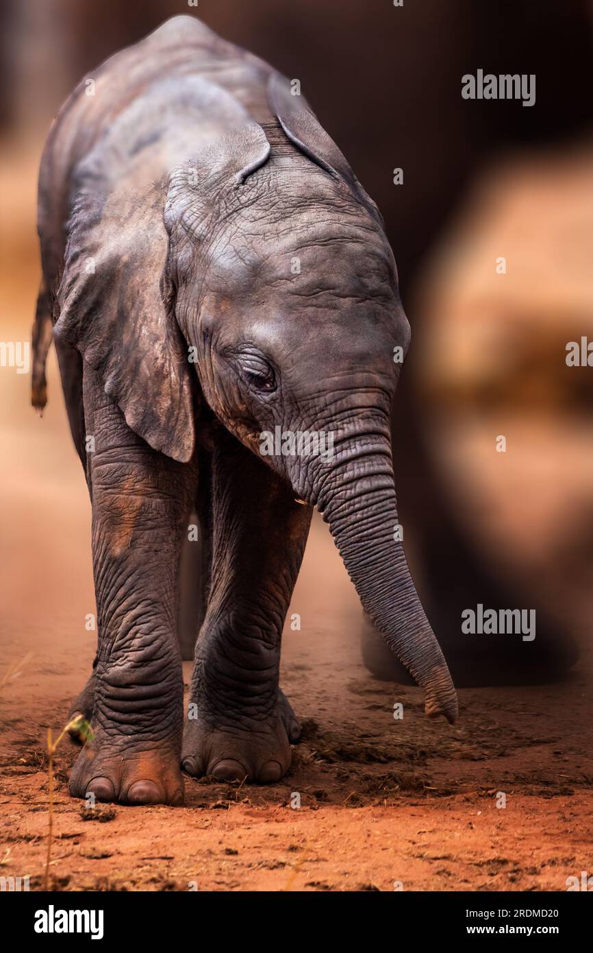 Little baby elephant in Africa. Kenya's savannah and steppe with the ...