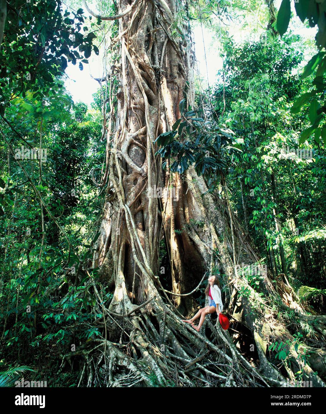 Australia. Queensland. Atherton Tablelands. Rainforest. Strangler Fig ...