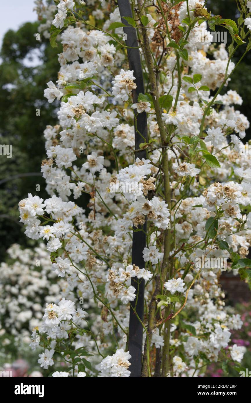 White summer rose flowers of Rosa Snowdrift climbing up metal arch in ...