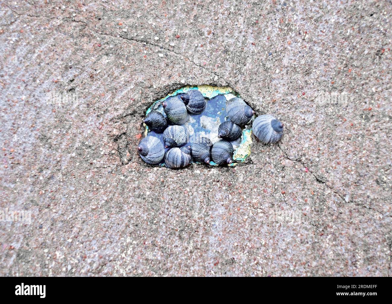 Colony of shells hi-res stock photography and images - Alamy