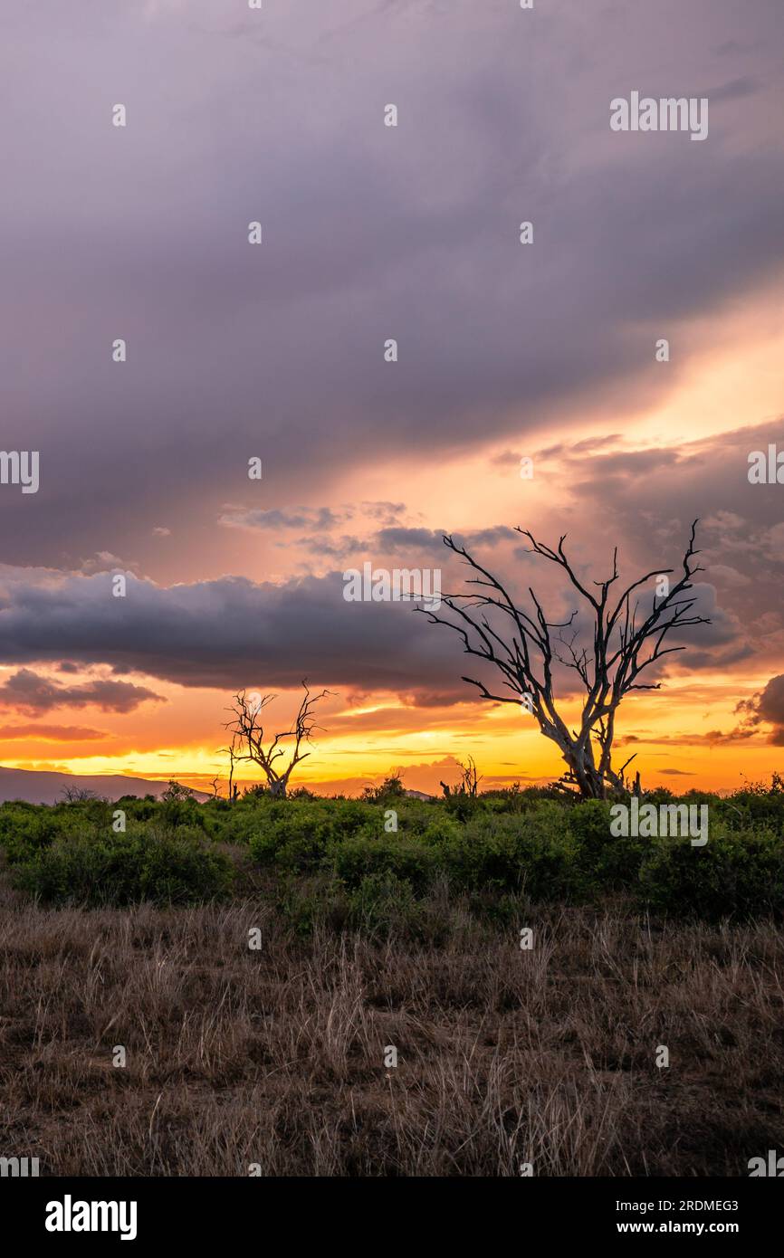Beautiful landscape in Africa, savanna taken on a safari. beautiful ...