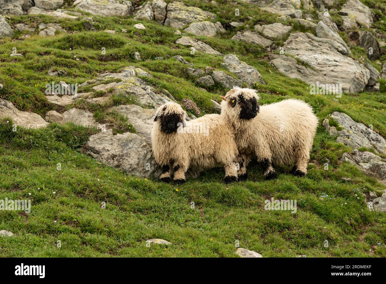 The valais black nose hi-res stock photography and images - Alamy