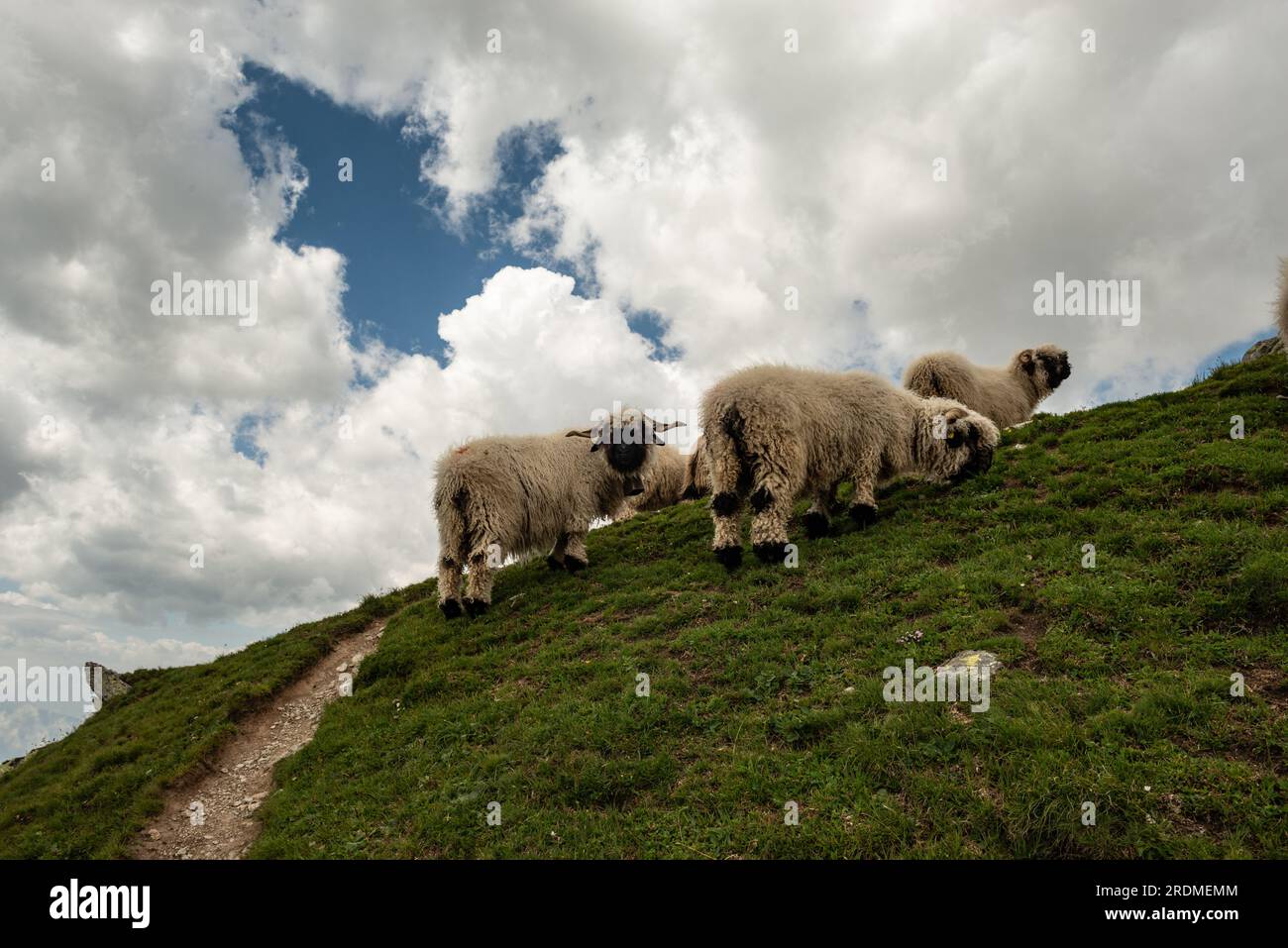 Black nose sheep Stock Photo - Alamy