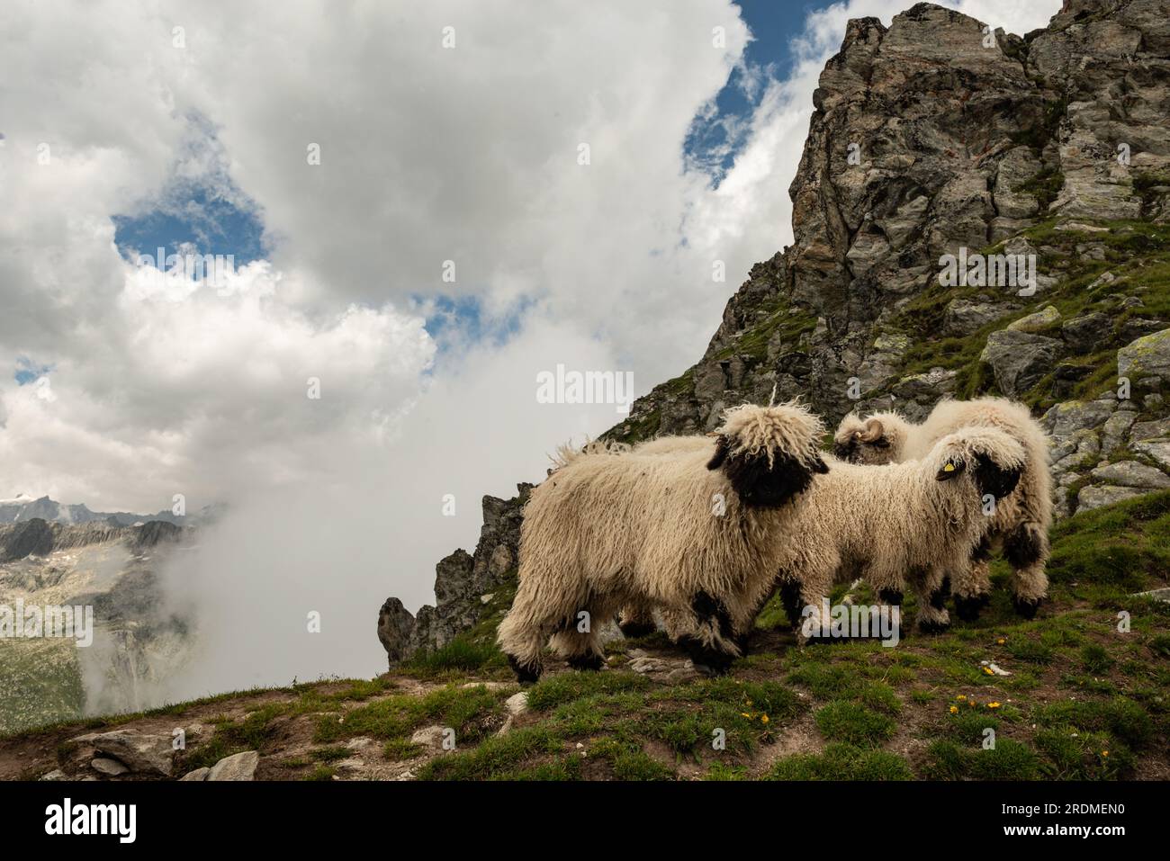 Black nose sheep Stock Photo - Alamy