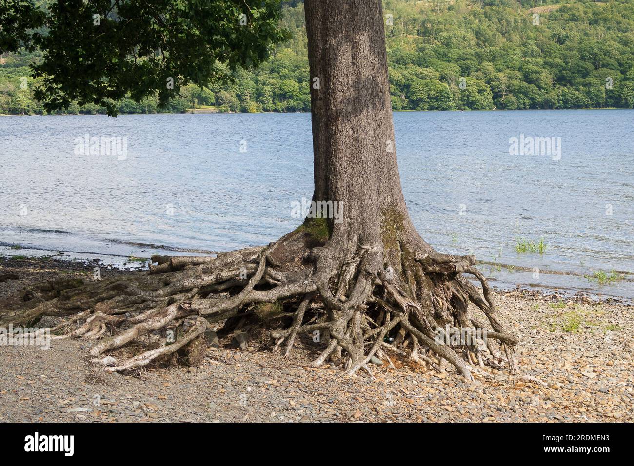 Tree roots above ground level beside Coniston Water Stock Photo - Alamy