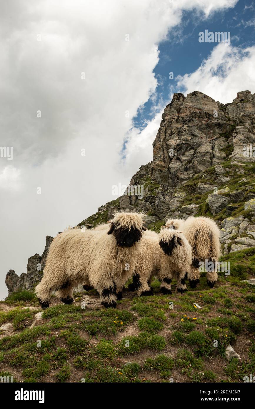 Black nose sheep hi-res stock photography and images - Alamy