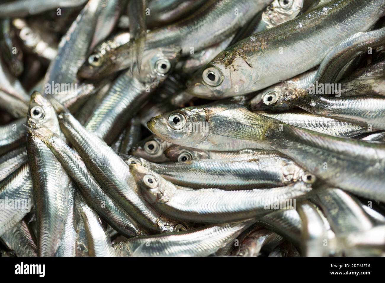 Fresh sprats, Sprattus sprattus, that have been caught in the English ...