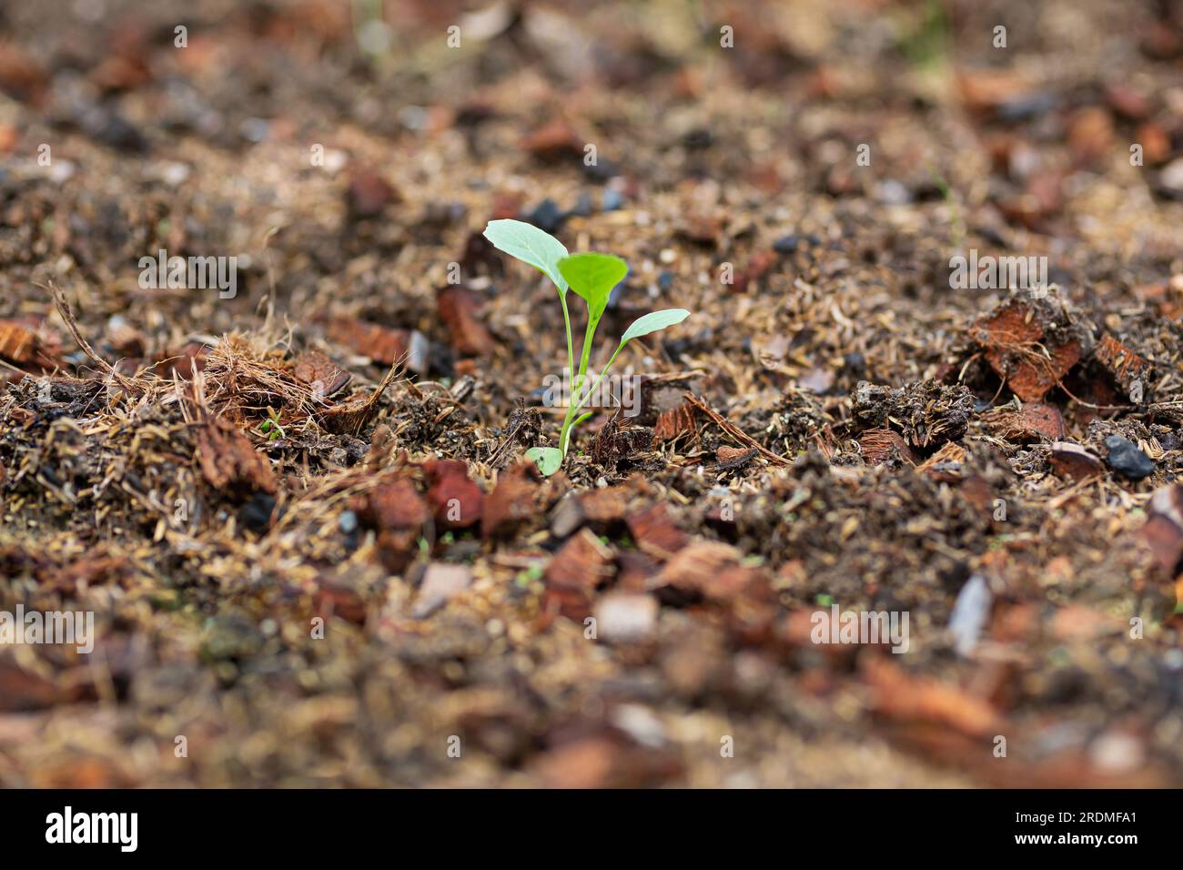 Seedlings growing in the soil by image concept, new beginnings, growing ...
