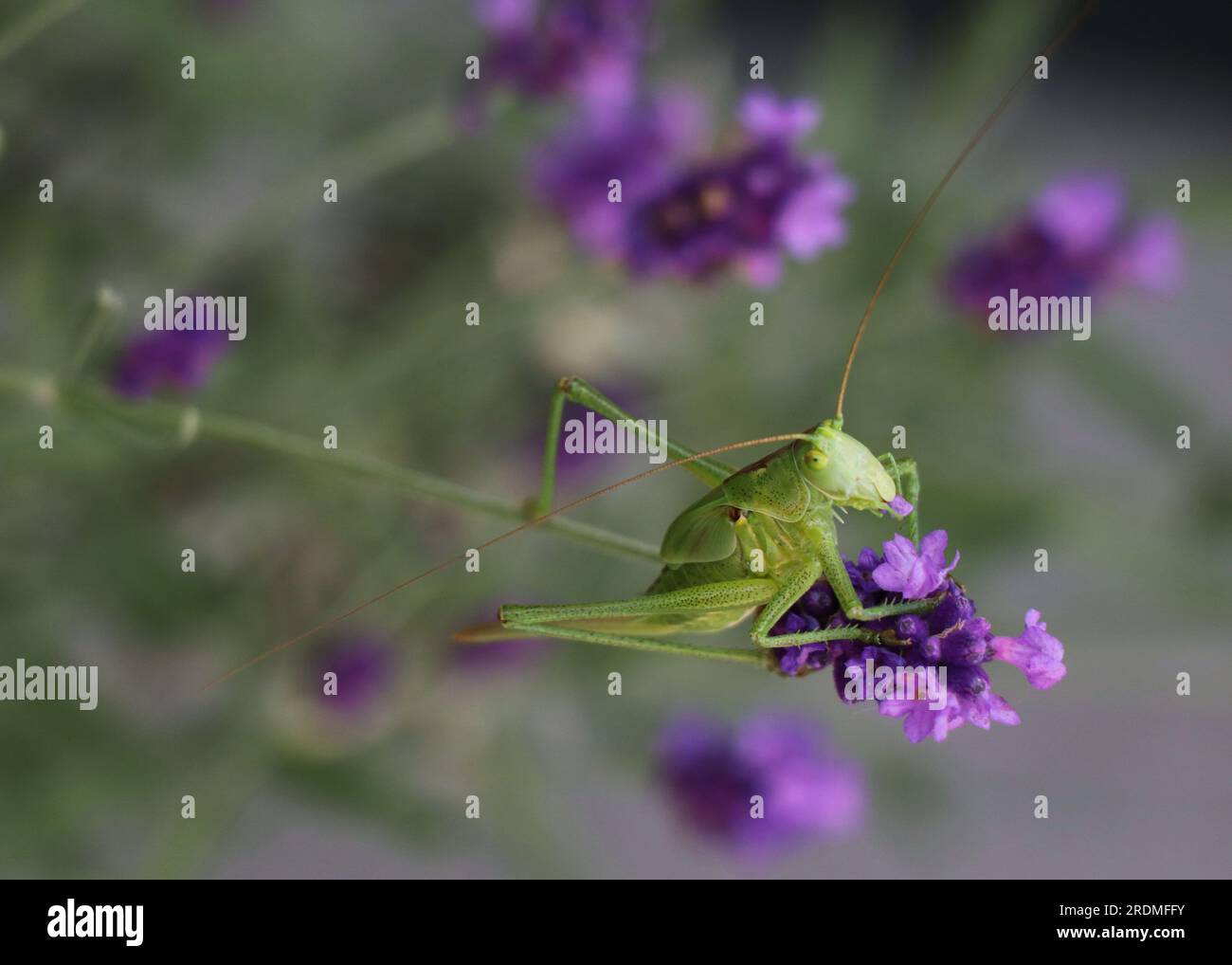 Insect Grasshopper On Lavender Flower. Macro of green female ...