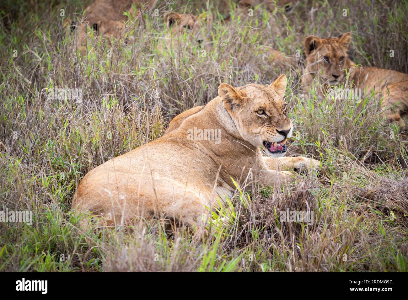 Lion family with young lions. in a savanna landscape after the hunt ...
