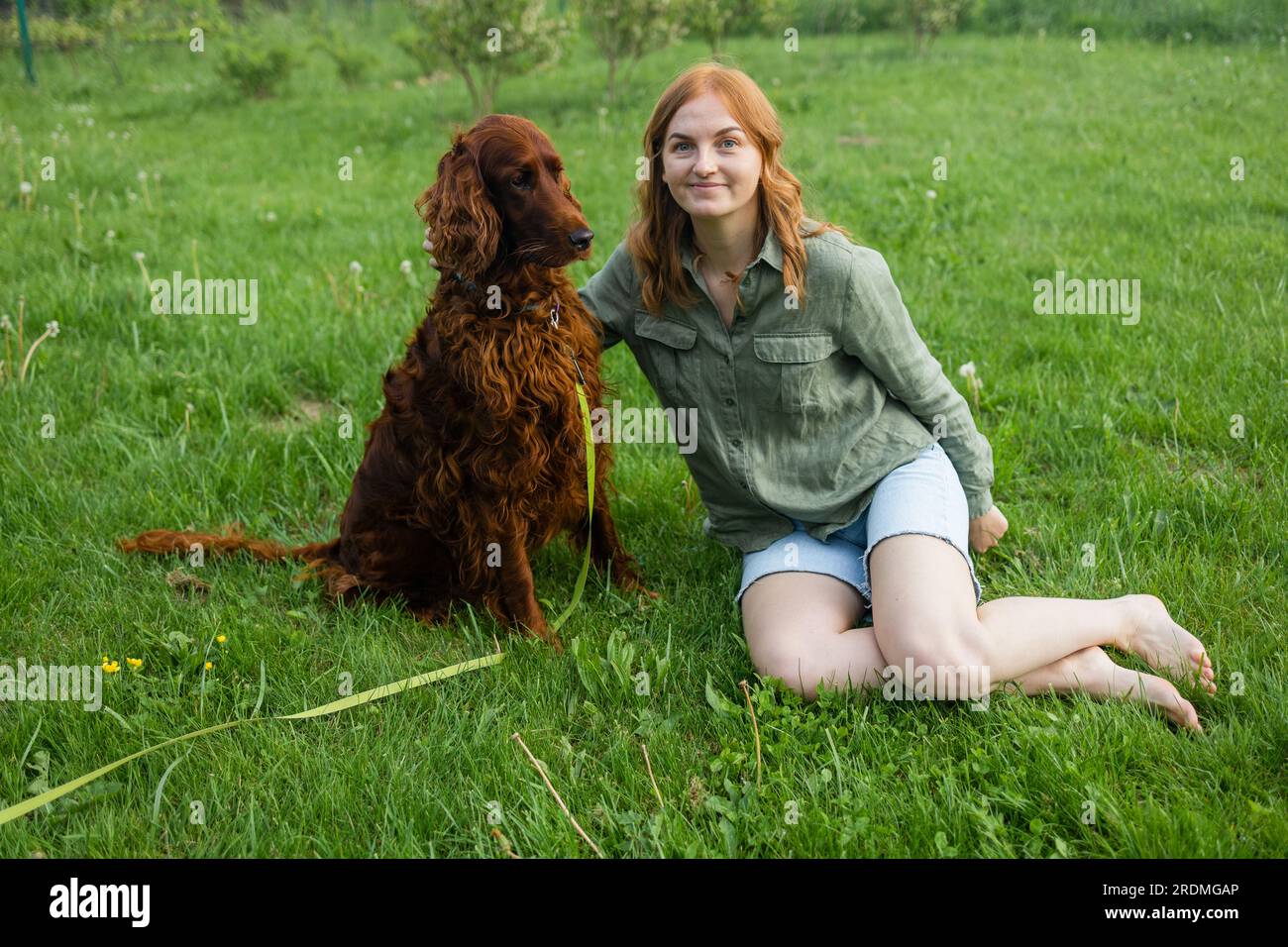 Red Irish Setter outdoor training process. Beautiful blonde smiling ...