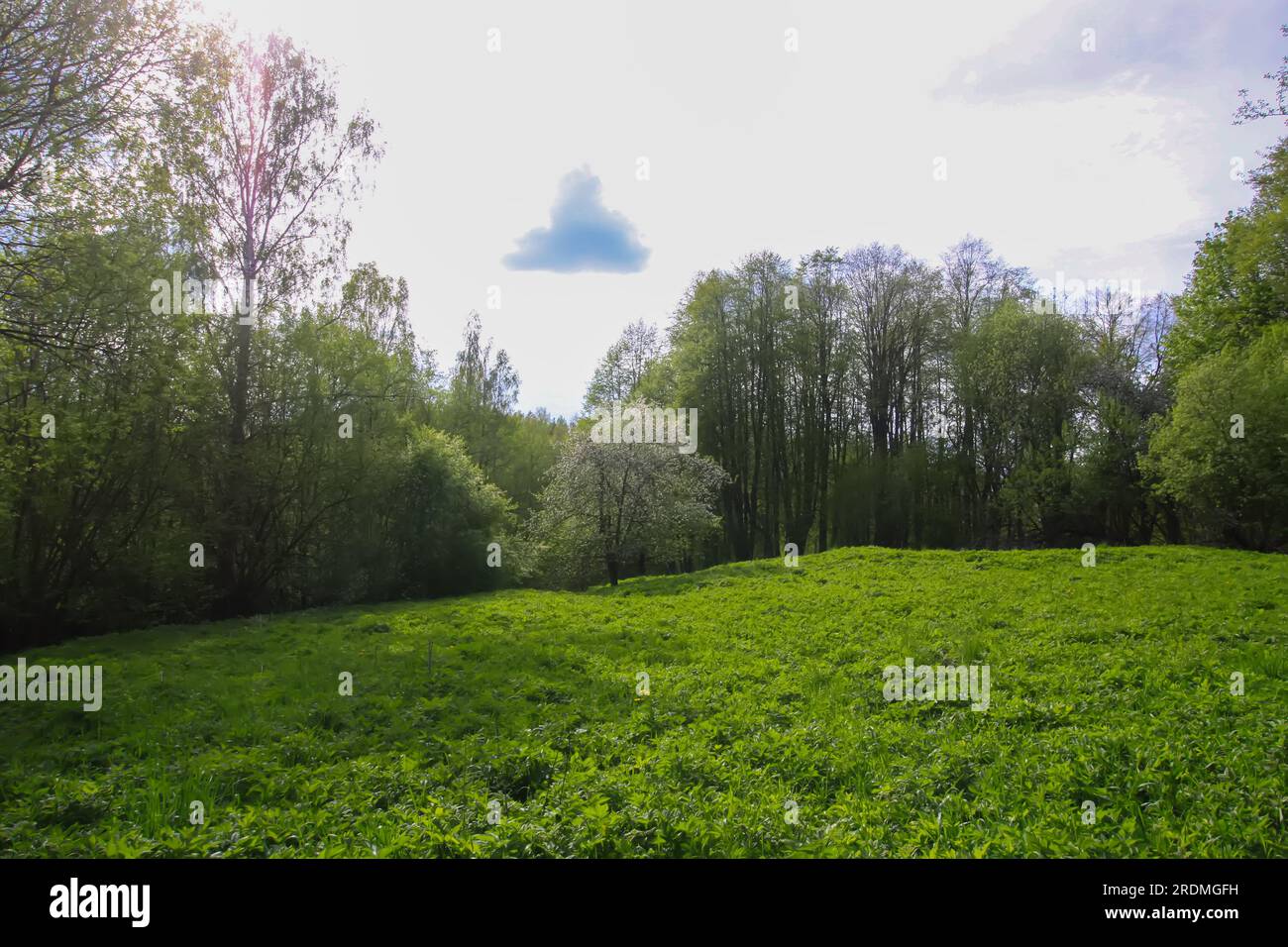 Spring landscape. Wild forest in the countryside Stock Photo - Alamy