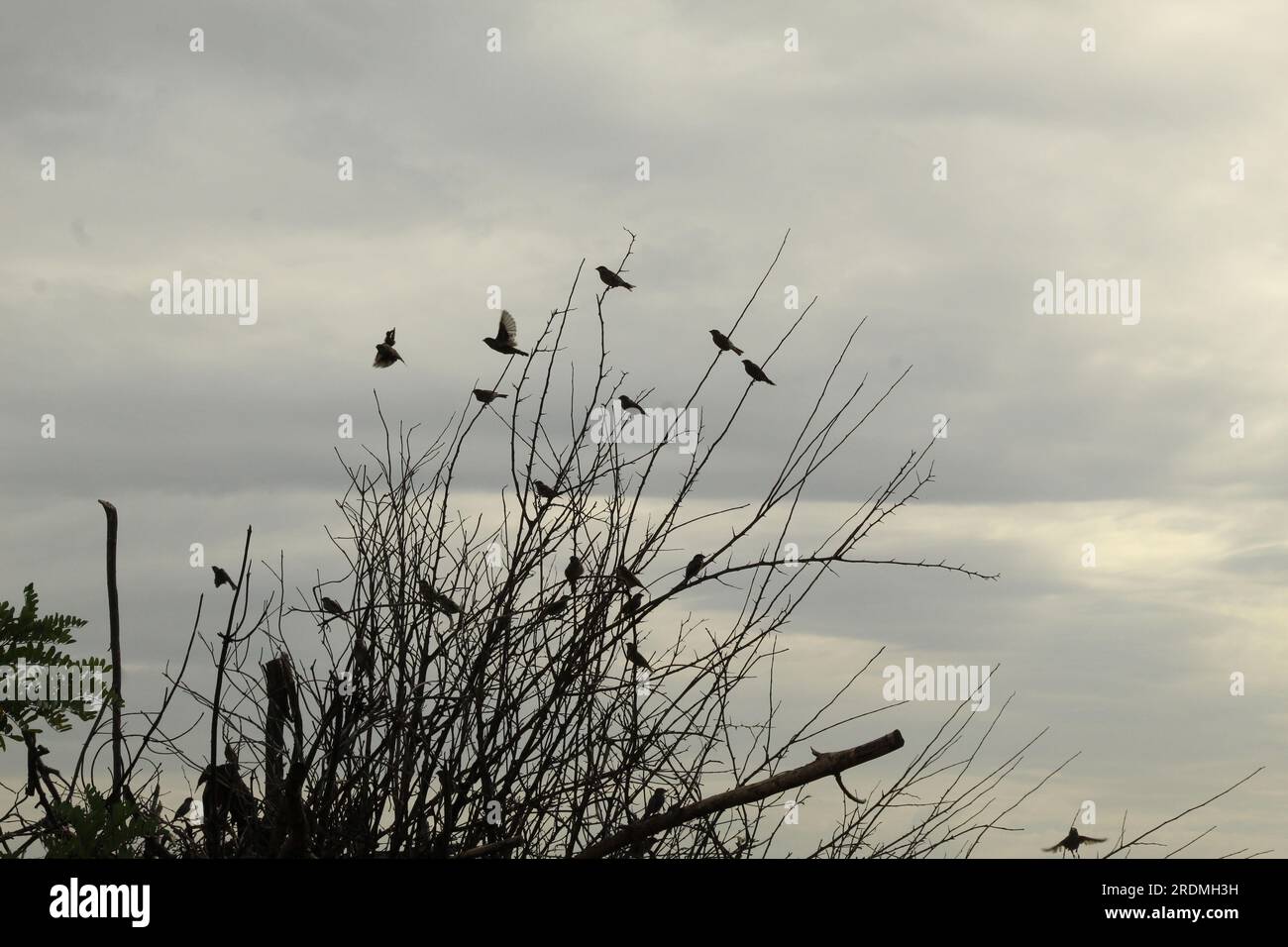 Meet the birds hi-res stock photography and images - Alamy